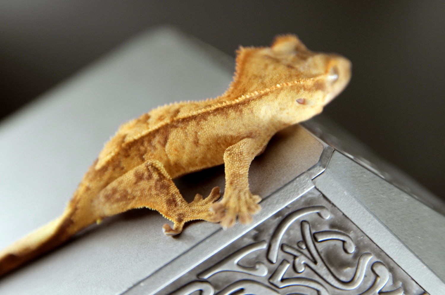 NPV *BOGO 50% Off* Crested Gecko by Jurassic Arch - MorphMarket