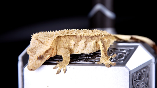 Creamsicle Lady Crested Gecko by Jurassic Arch