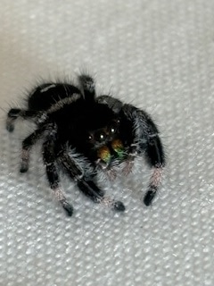 Mom Was - Highly Recessive Black Regal Jumping Spider by NY Friendly ...