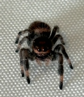 I6 Mom Was - Highly Recessive Black Regal Jumping Spider by NY Friendly ...