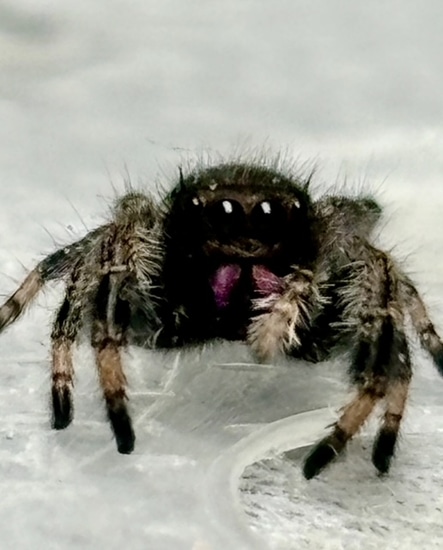 I6 Highly Recessive Black Regal Jumping Spider by NY Friendly Jumping ...