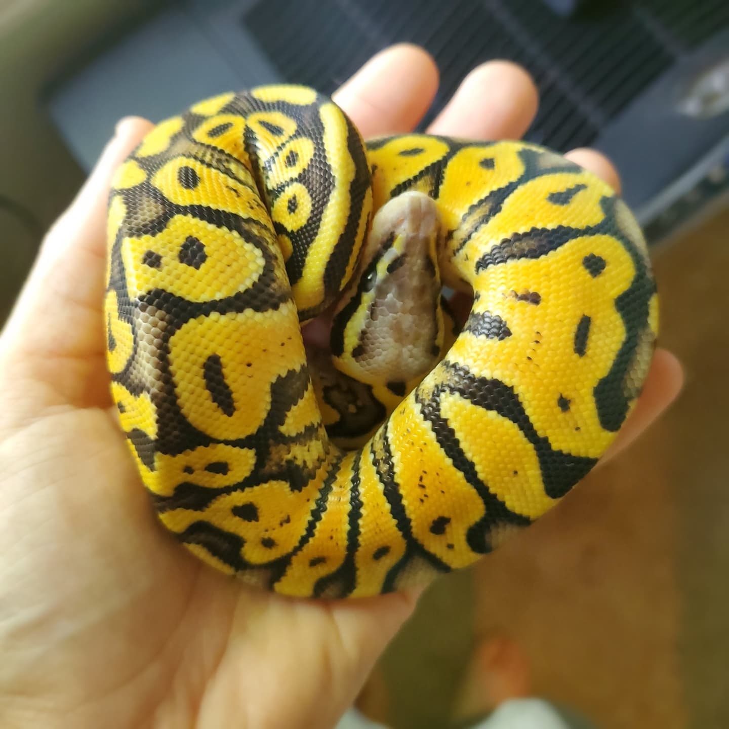 Superfly Ball Python by H&H Pythons - MorphMarket