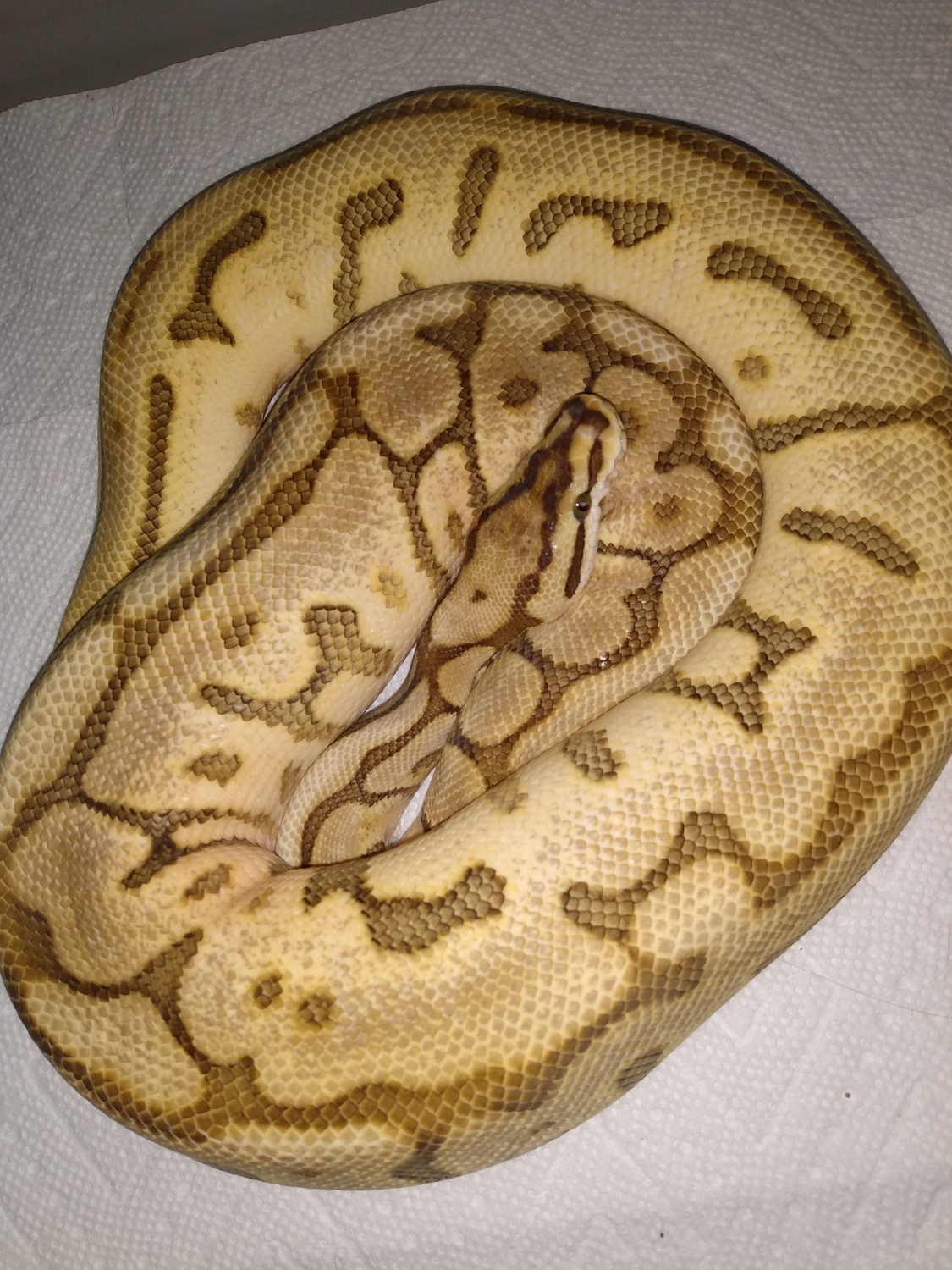 Enchi Leopard Spider Ball Python by H&H Pythons - MorphMarket