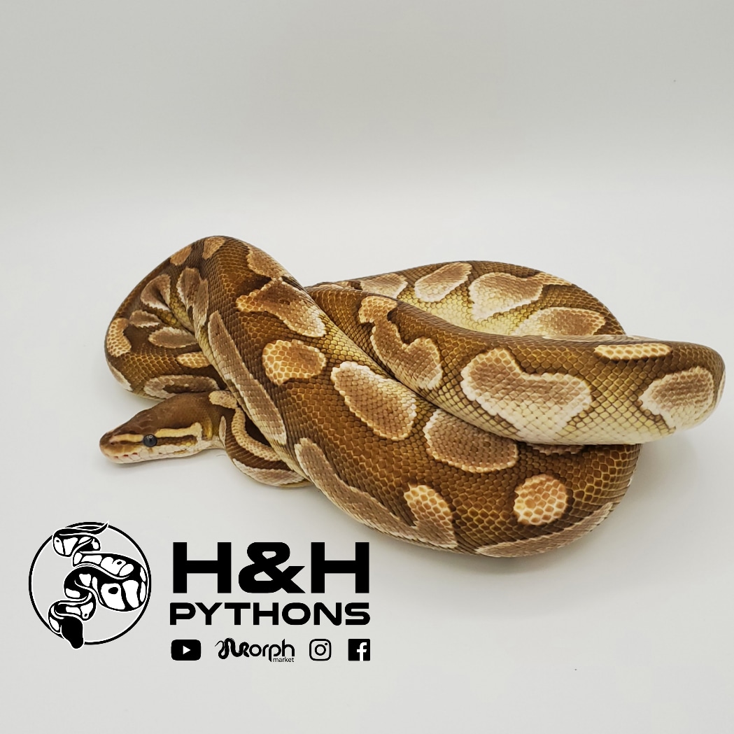 Lesser Enchi Ball Python by H&H Pythons - MorphMarket