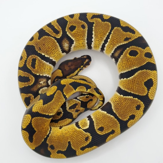 Normal 66% Het Clown Ball Python by H&H Pythons - MorphMarket