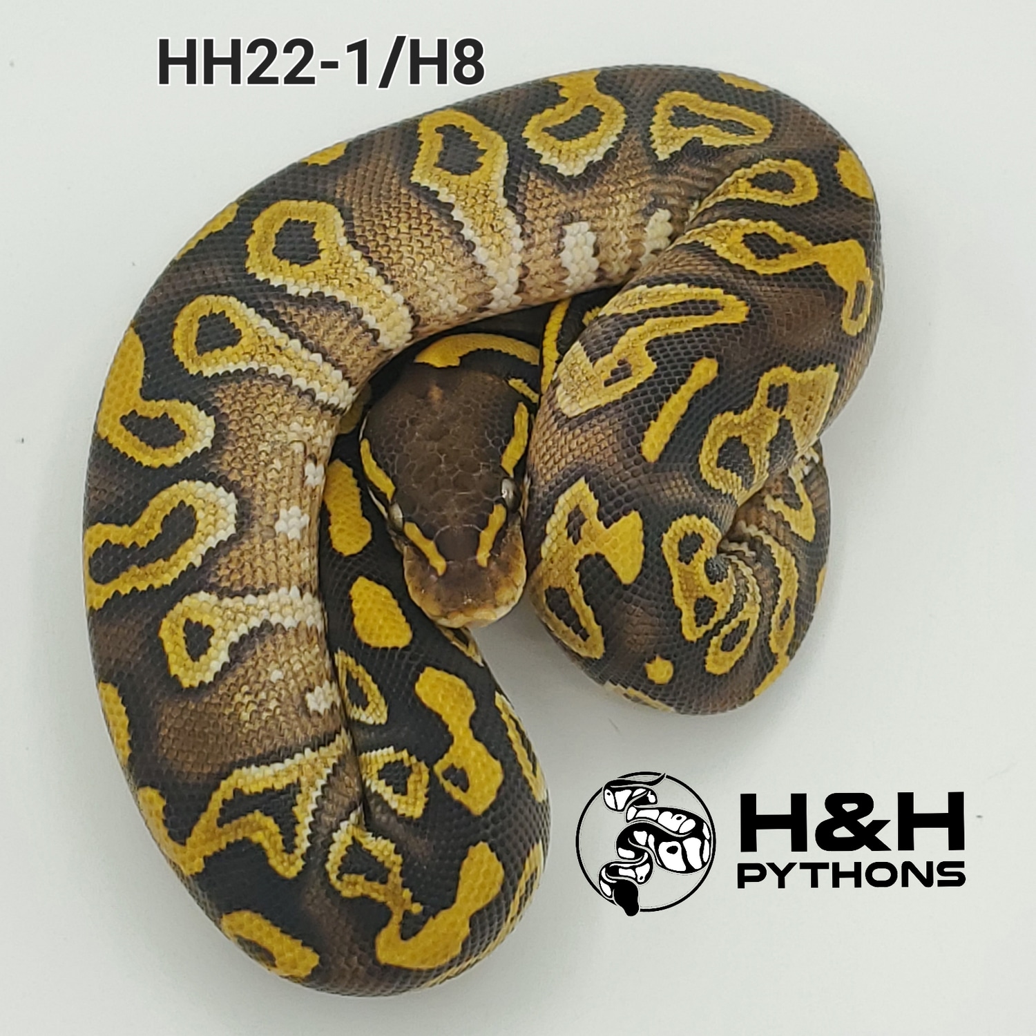Mojave Yellow Belly Ball Python by H&H Pythons - MorphMarket