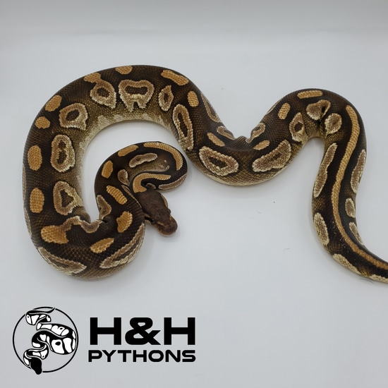 Mojave Ball Python by H&H Pythons