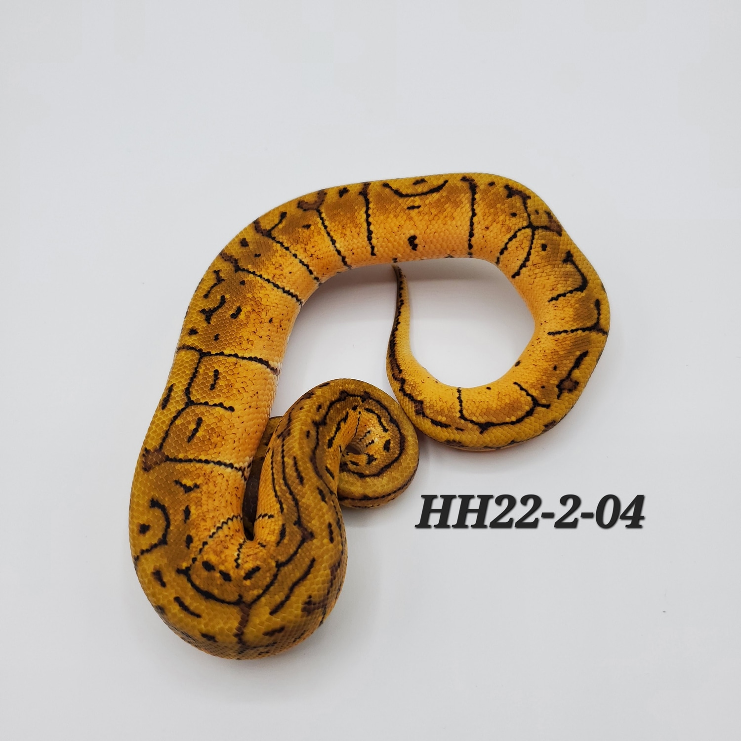 Orange Dream Pinstripe Ball Python by H&H Pythons - MorphMarket