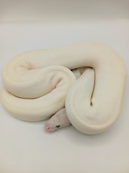 Mojave Lesser Ball Python by H&H Pythons