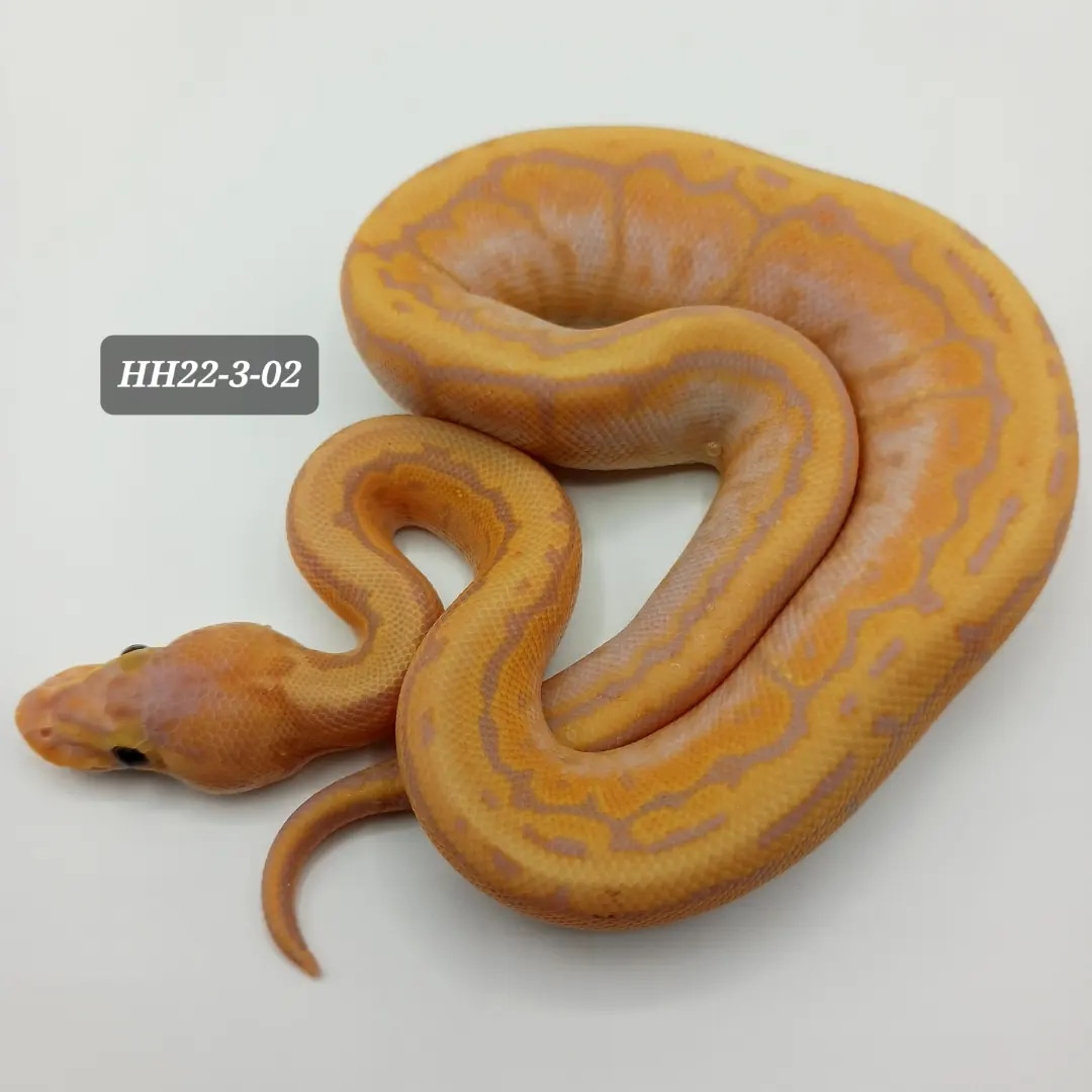 Banana Pinstripe Sable Ball Python by H&H Pythons - MorphMarket