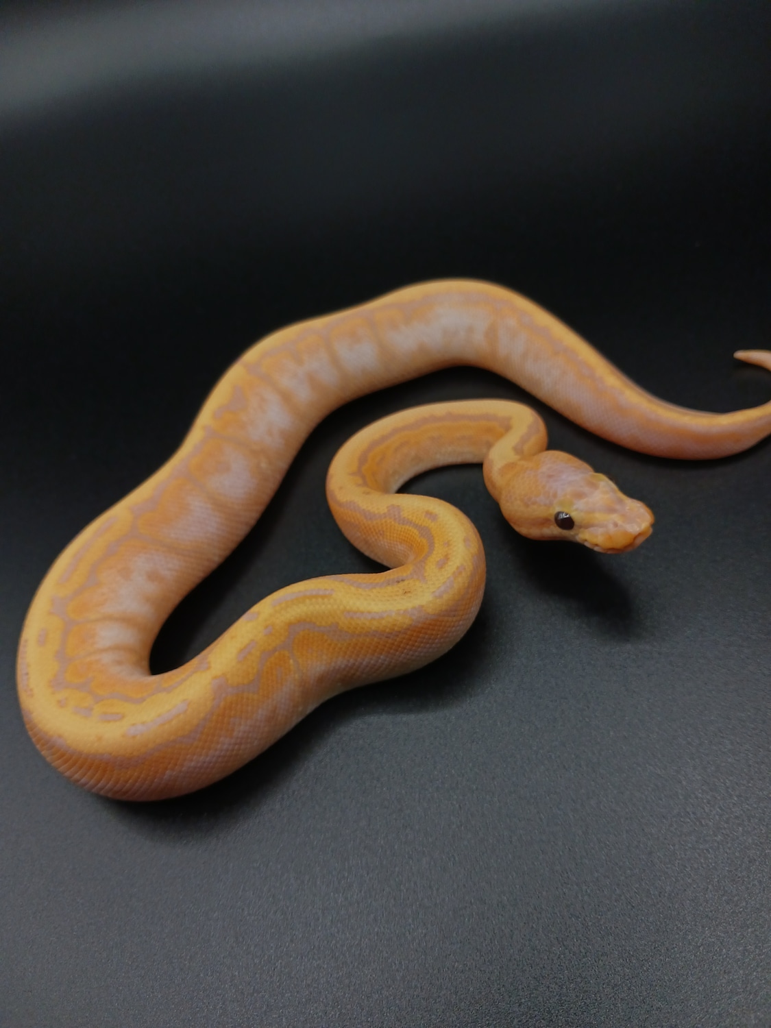 Banana Pinstripe Sable Ball Python by H&H Pythons - MorphMarket