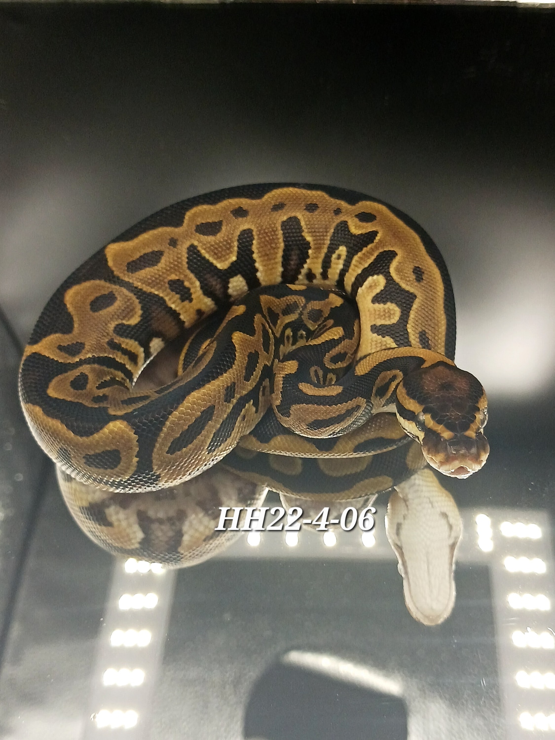 Leopard Ball Python by H&H Pythons - MorphMarket