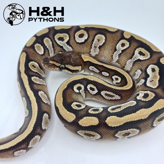 Mojave 100% Het Piebald Ball Python by H&H Pythons