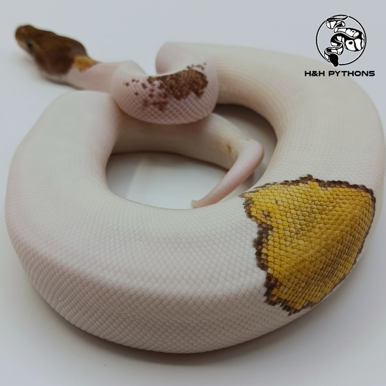 Mojave Piebald Ball Python by H&H Pythons