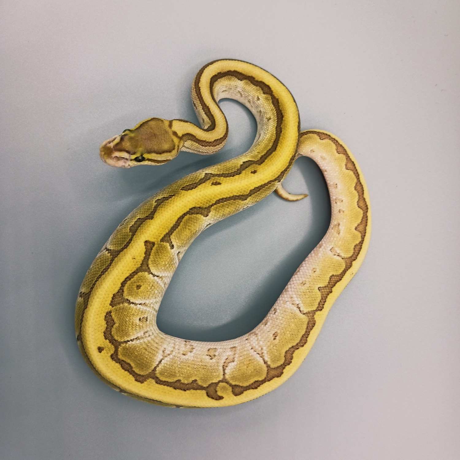 Pinstripe Pastel Lesser Possible Harlequin Ball Python by H&H Pythons - MorphMarket