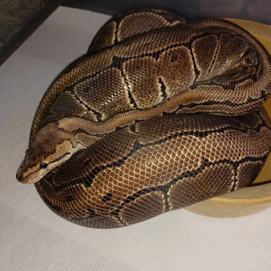 Pinstripe {penny} Ball Python by H&H Pythons - MorphMarket