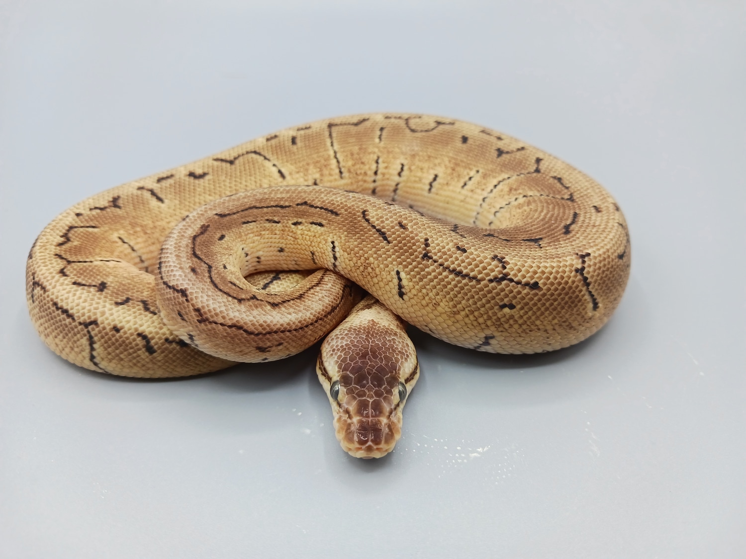 Pinstripe Fire Ball Python by H&H Pythons - MorphMarket