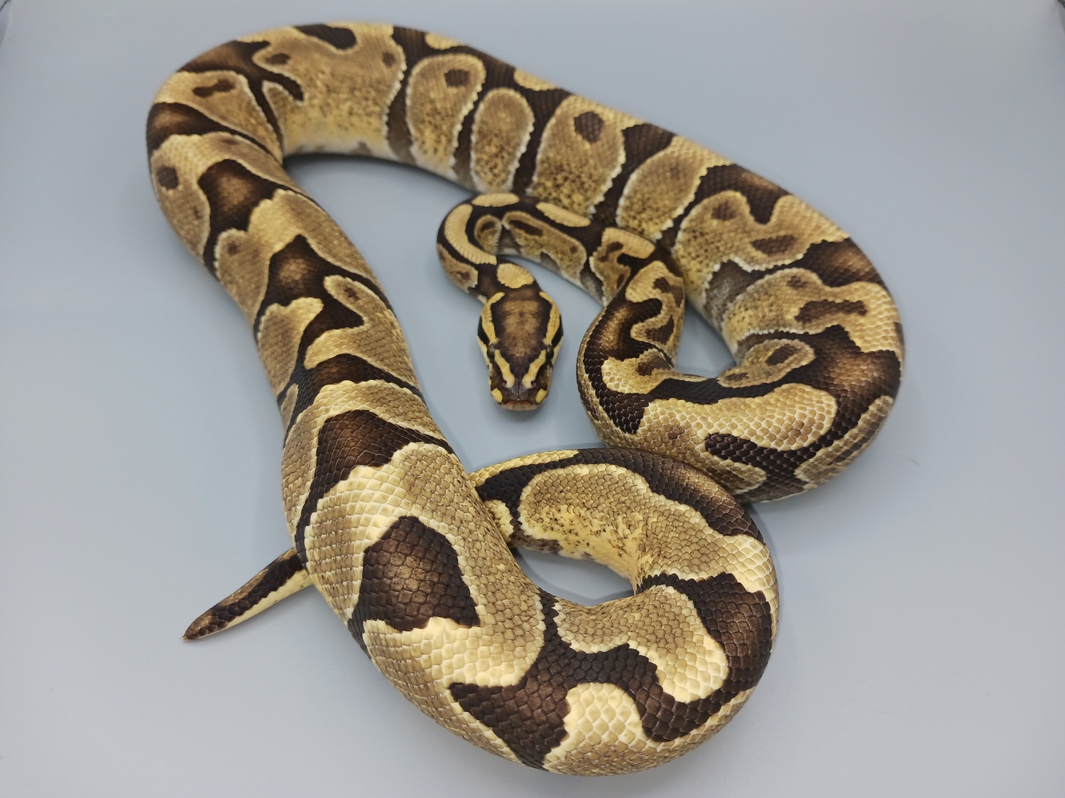 Enchi Ball Python by H&H Pythons - MorphMarket