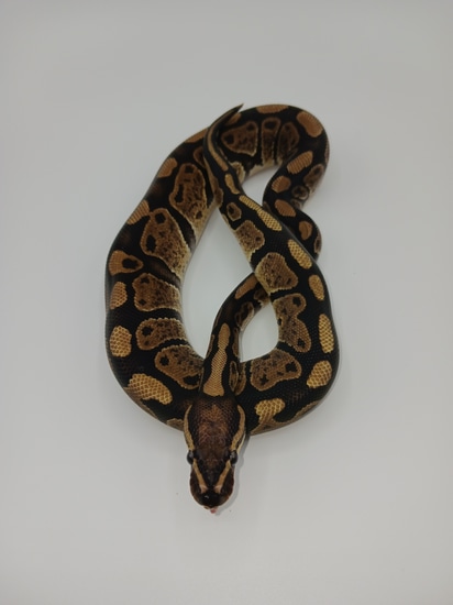 Sable Ball Python by H&H Pythons