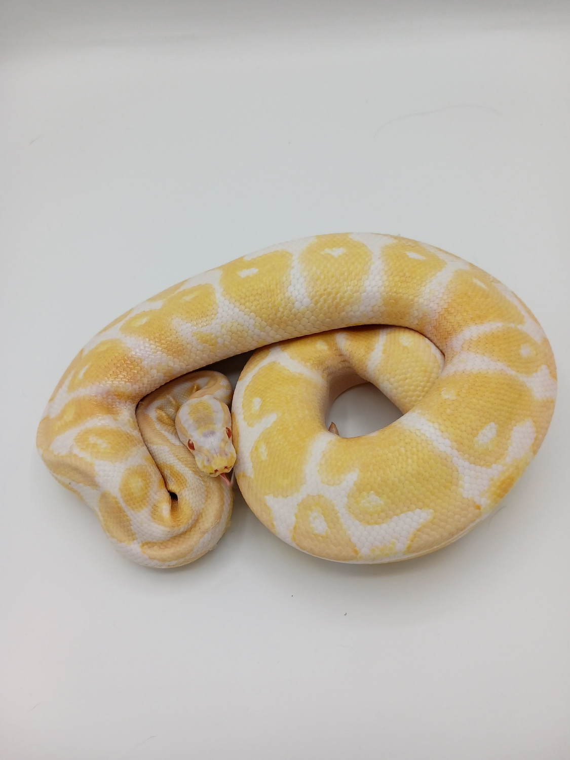 Albino Ball Python by H&H Pythons - MorphMarket