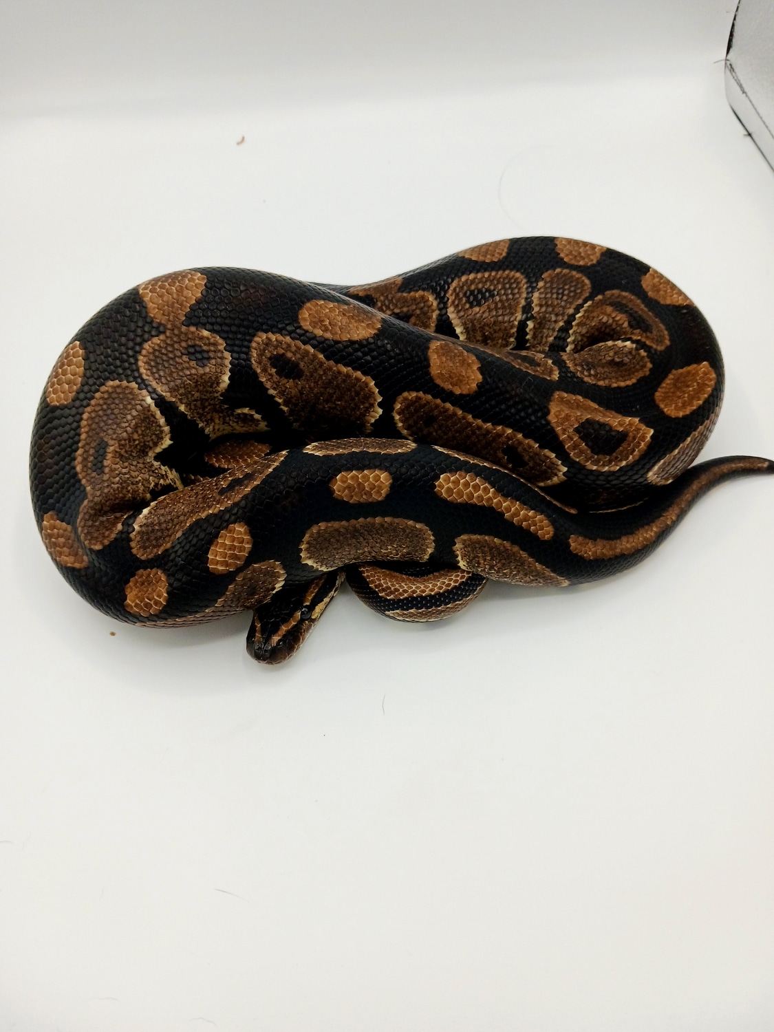 50% Tsk Axanthic Ball Python by H&H Pythons - MorphMarket