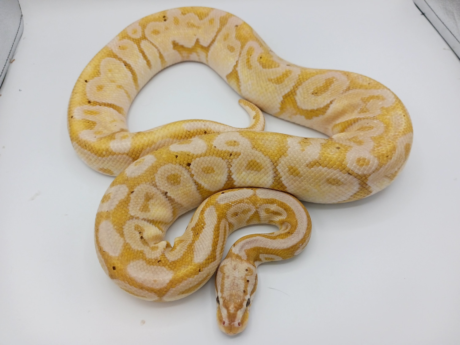 Coral Glow Ball Python by H&H Pythons - MorphMarket