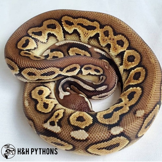 Cinnamon Pastel Ball Python by H&H Pythons