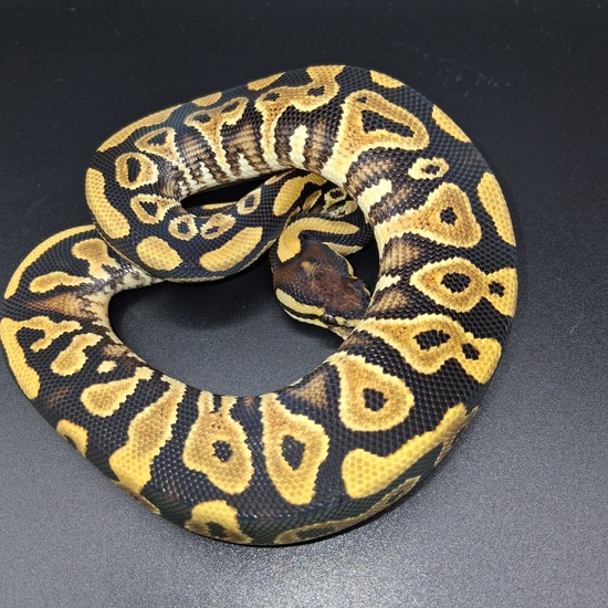 Cypress Yellow Belly Ball Python by H&H Pythons