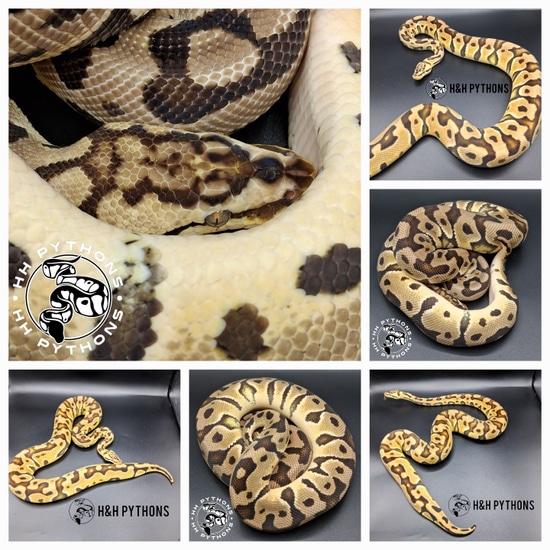 Pastel Crypton Pair Ball Python by H&H Pythons