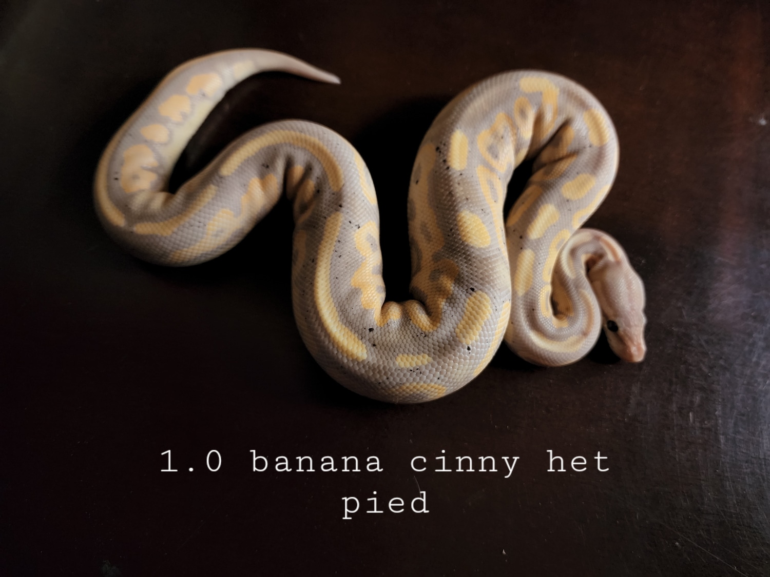 Banana Cinnamon Het Pied Ball Python by KB Boas - MorphMarket