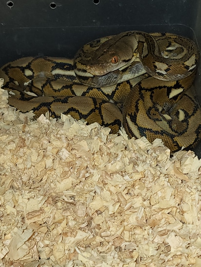 Sunfire Het Genetic Stripe Reticulated Python by KB Boas
