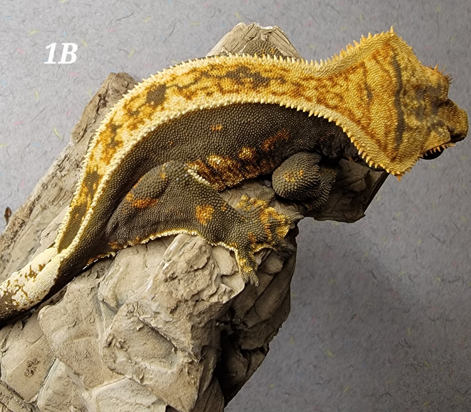 Perfect Pinstripe Dark-Based Apricot Cream Harlequin Crested Gecko by ...