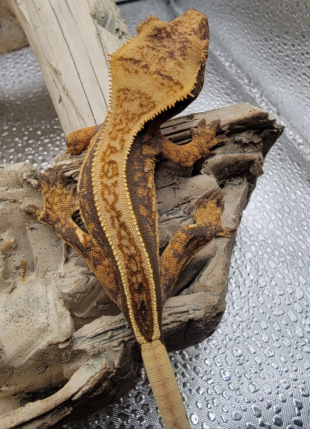 Beautiful Tri-color Pinstripe Harlequin W/Kneecaps Crested Gecko by ...