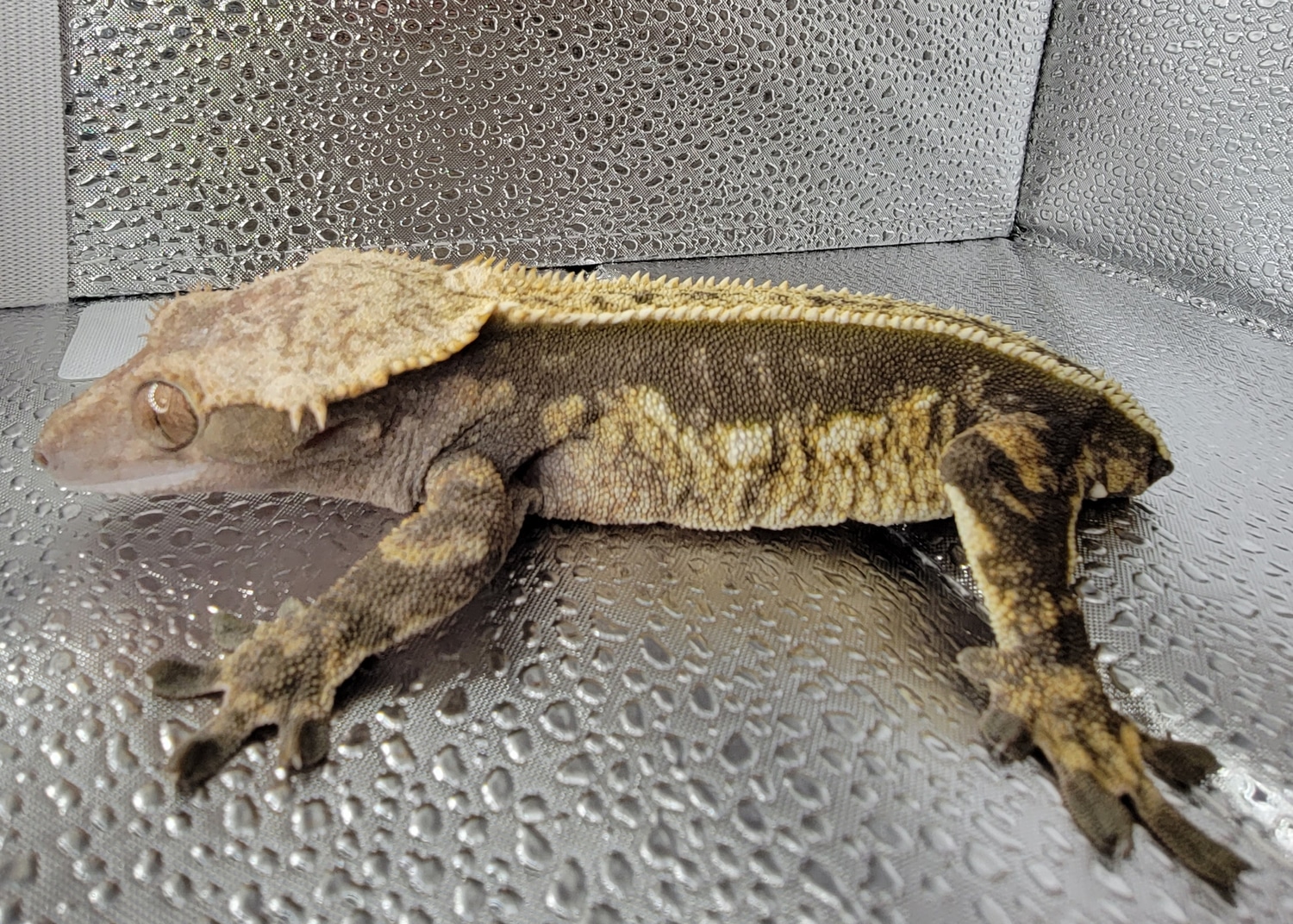 ACR Rose Crested Gecko by Tacoma's Crested Geckos - Kate Rockswell's ...