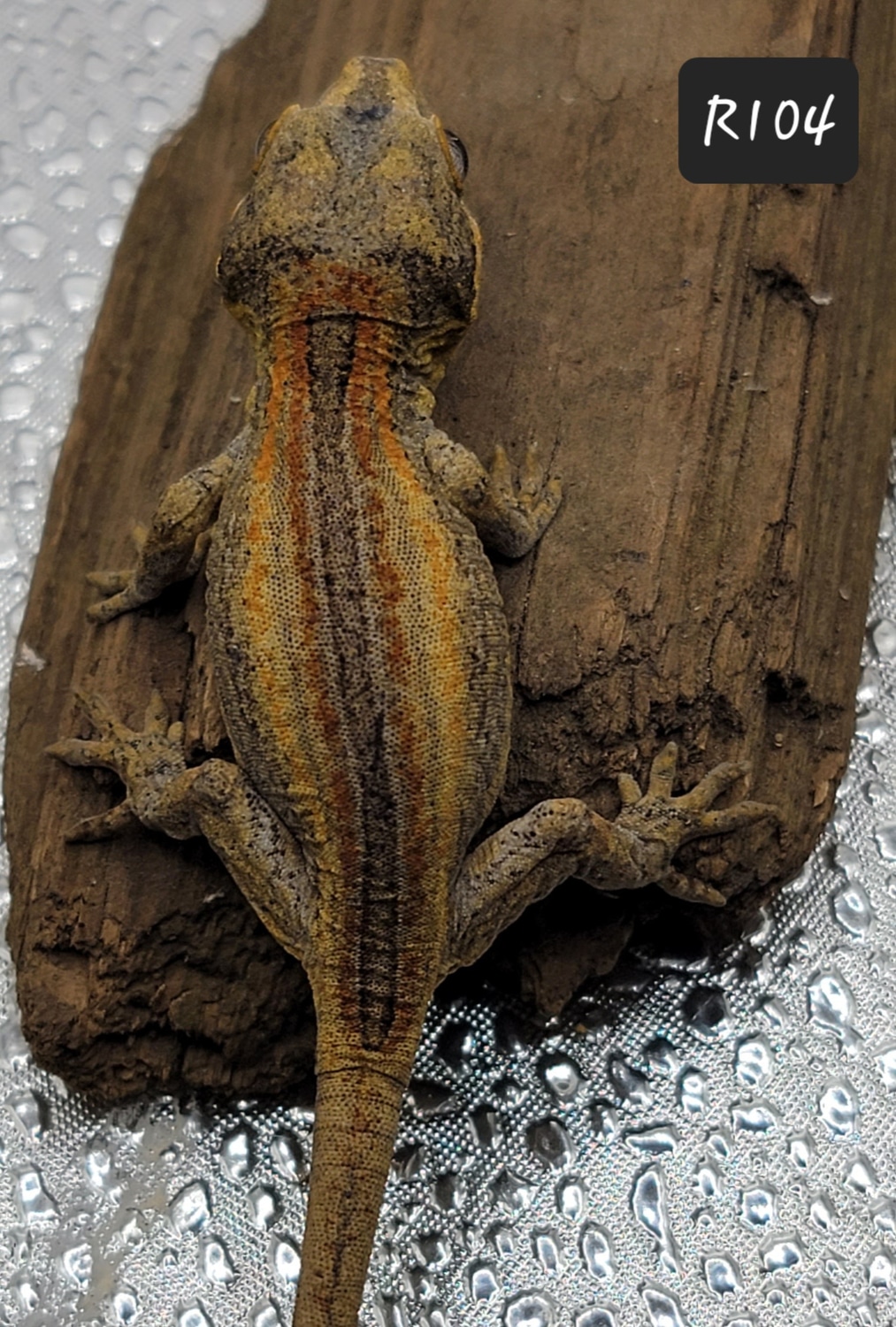 Orange, Red And Yellow Stripe Gargoyle Gecko by Tacoma's Crested Geckos ...