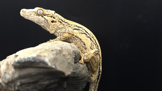 RTB Blue-eyed Yellow Base Orange Stripe Gargoyle Gargoyle Gecko by ...