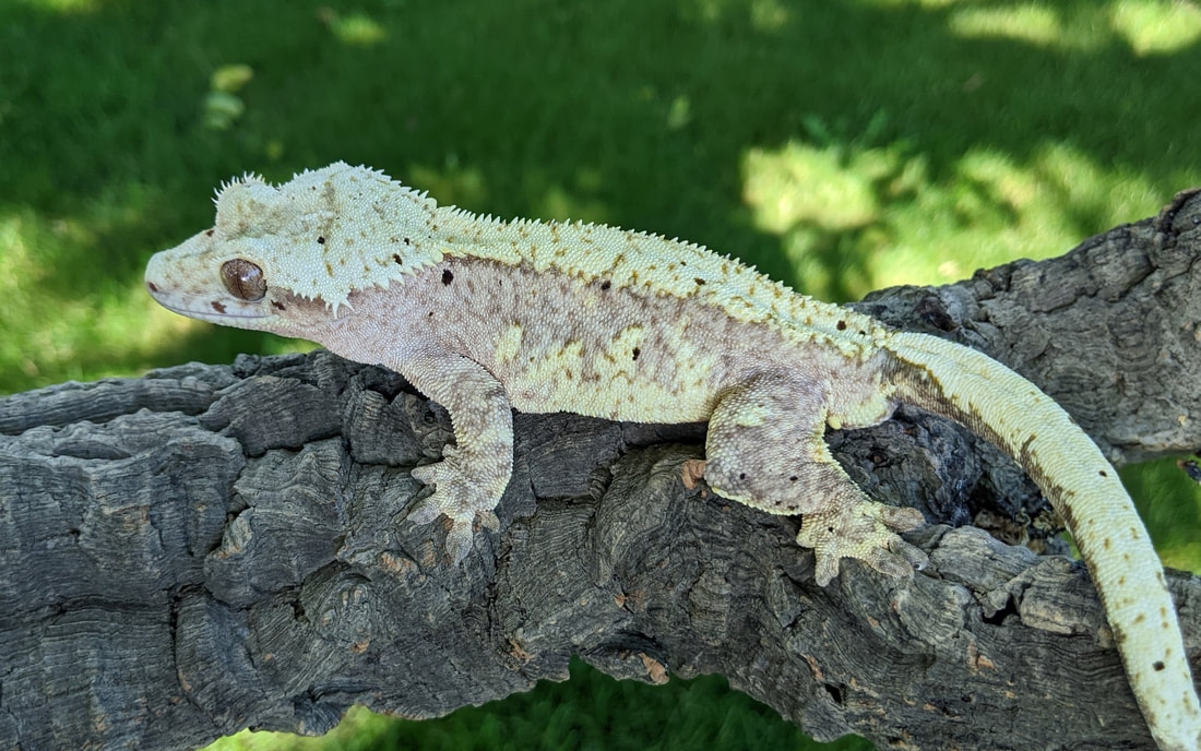 Brindle & Dal "Static" Crested Gecko by Kate's Colorful Cresteds ...