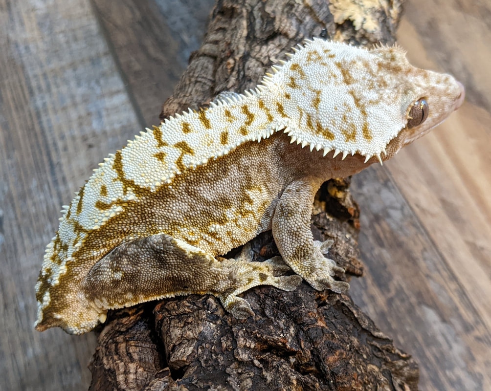 Yellow&Cream Brindle "Havoc" Crested Gecko by Kate's Colorful Cresteds ...