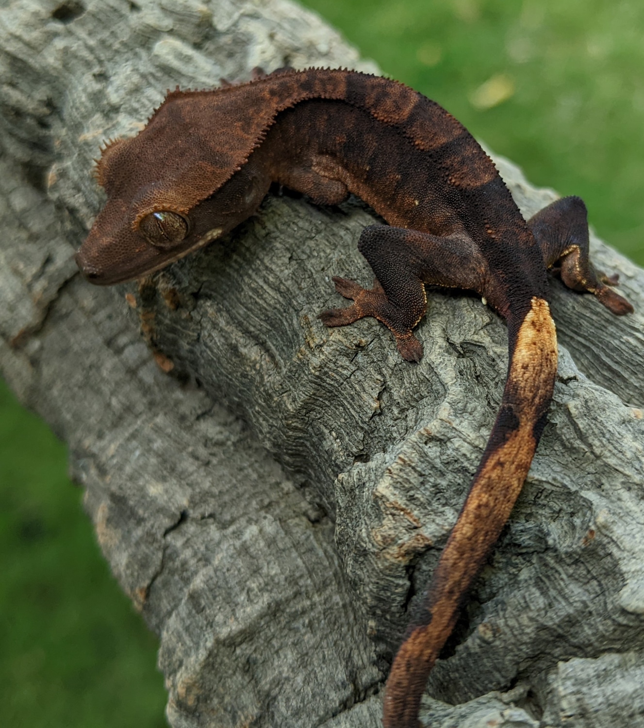 SUPER DARK Patternless "Danube" Crested Gecko by Kate's Colorful ...