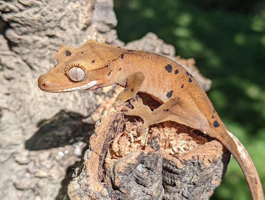 Prob. Super Dal, Red Spots "Maliki" Crested Gecko by Kate's Colorful ...