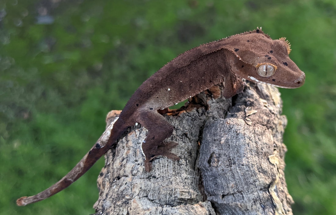 DARK Patternless Dal "Stain" Crested Gecko by Kate's Colorful Cresteds ...
