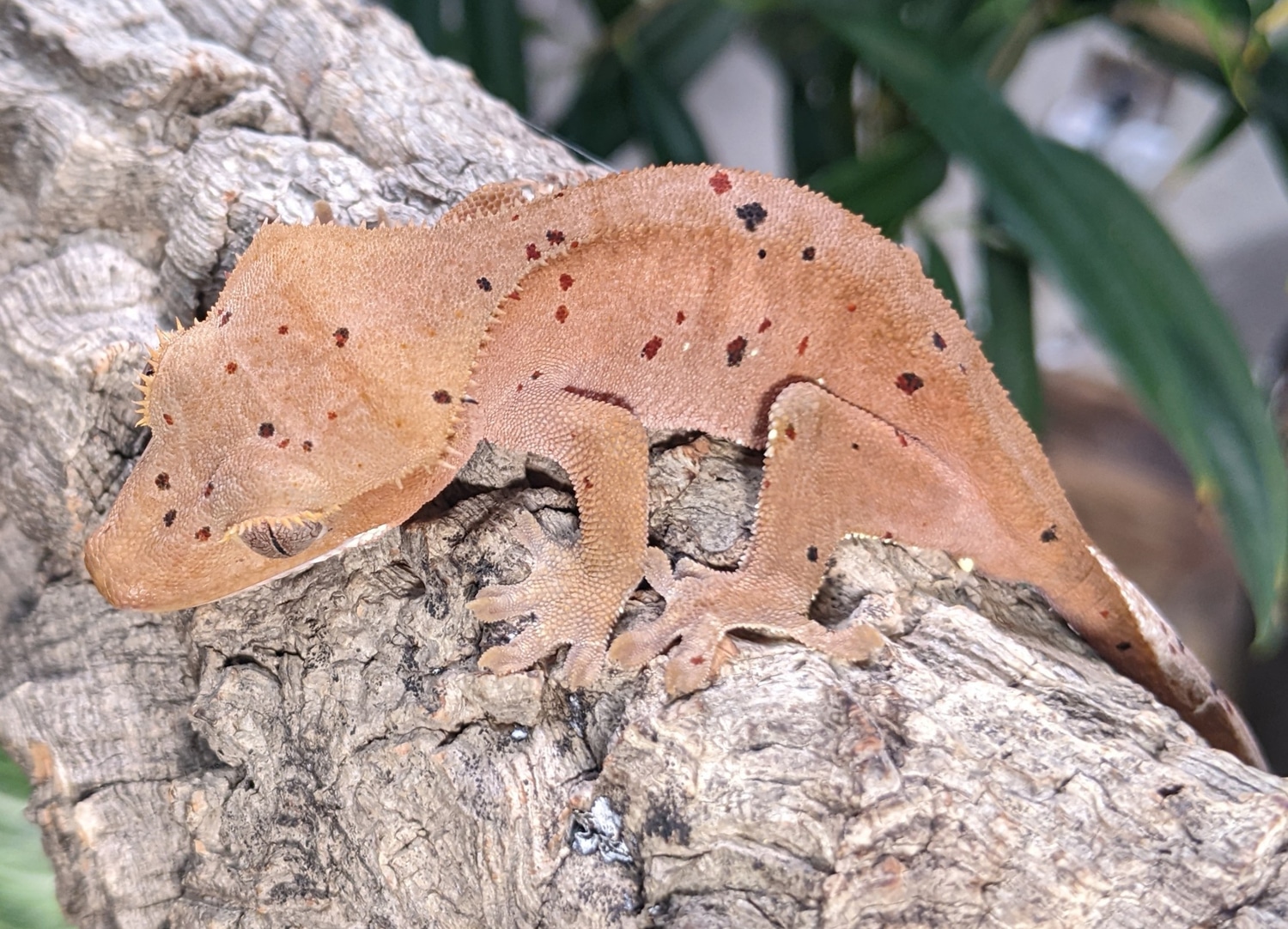 Red Ink Spot Dal "Blitz" Crested Gecko by Kate's Colorful Cresteds ...