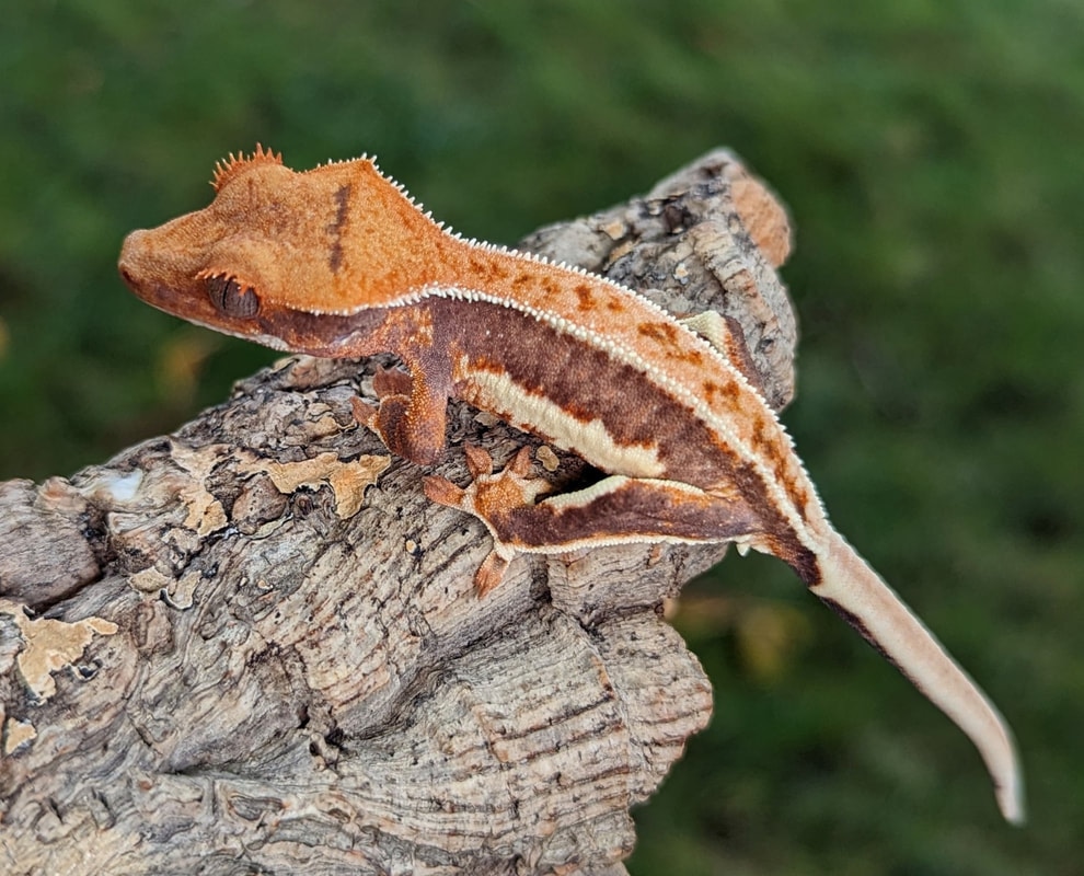 BRIGHT LW "Smolkin" Crested Gecko by Kate's Colorful Cresteds - MorphMarket