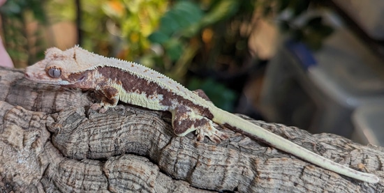 Clean LW Crested Gecko by Kate's Colorful Cresteds