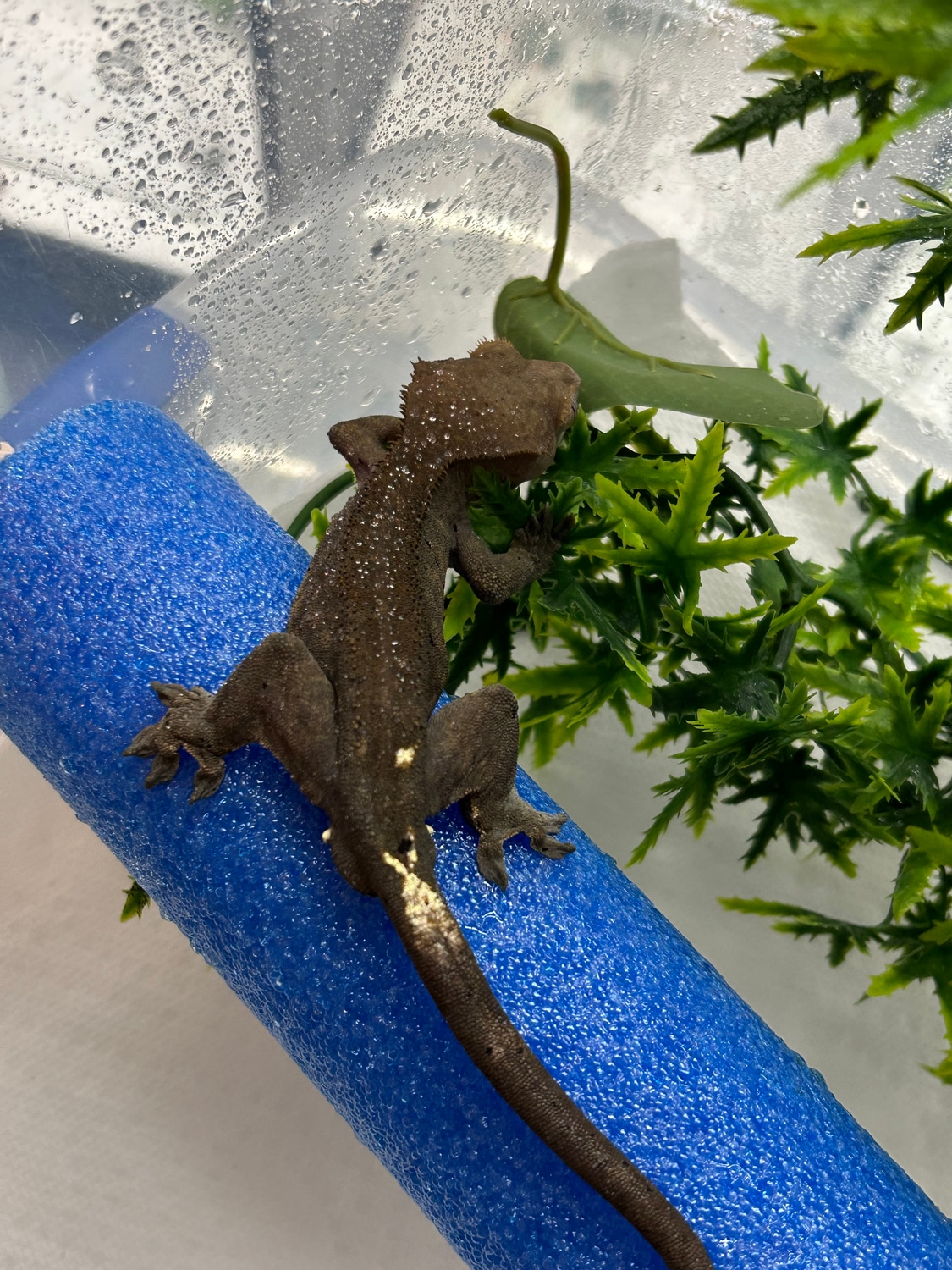 Possible Cappuccino Crested Gecko by Galaxy Geckos - MorphMarket