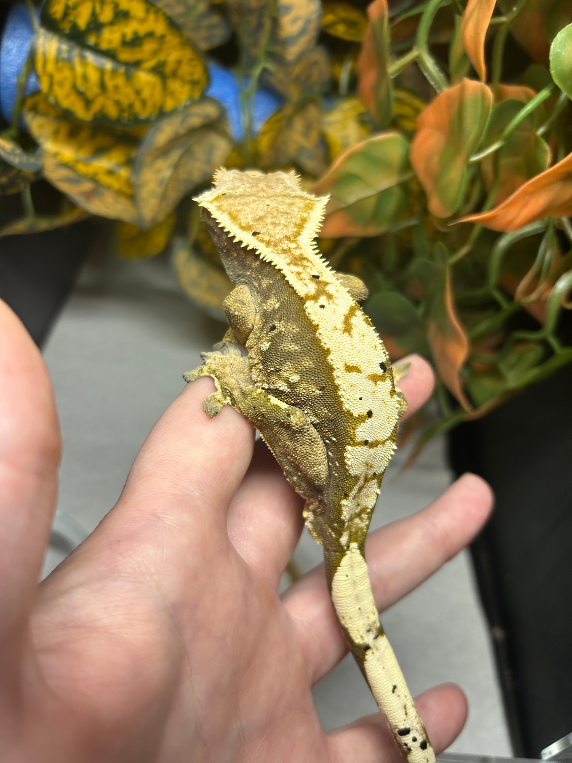Olive Harlequin Dalmation Crested Gecko by Galaxy Geckos - MorphMarket