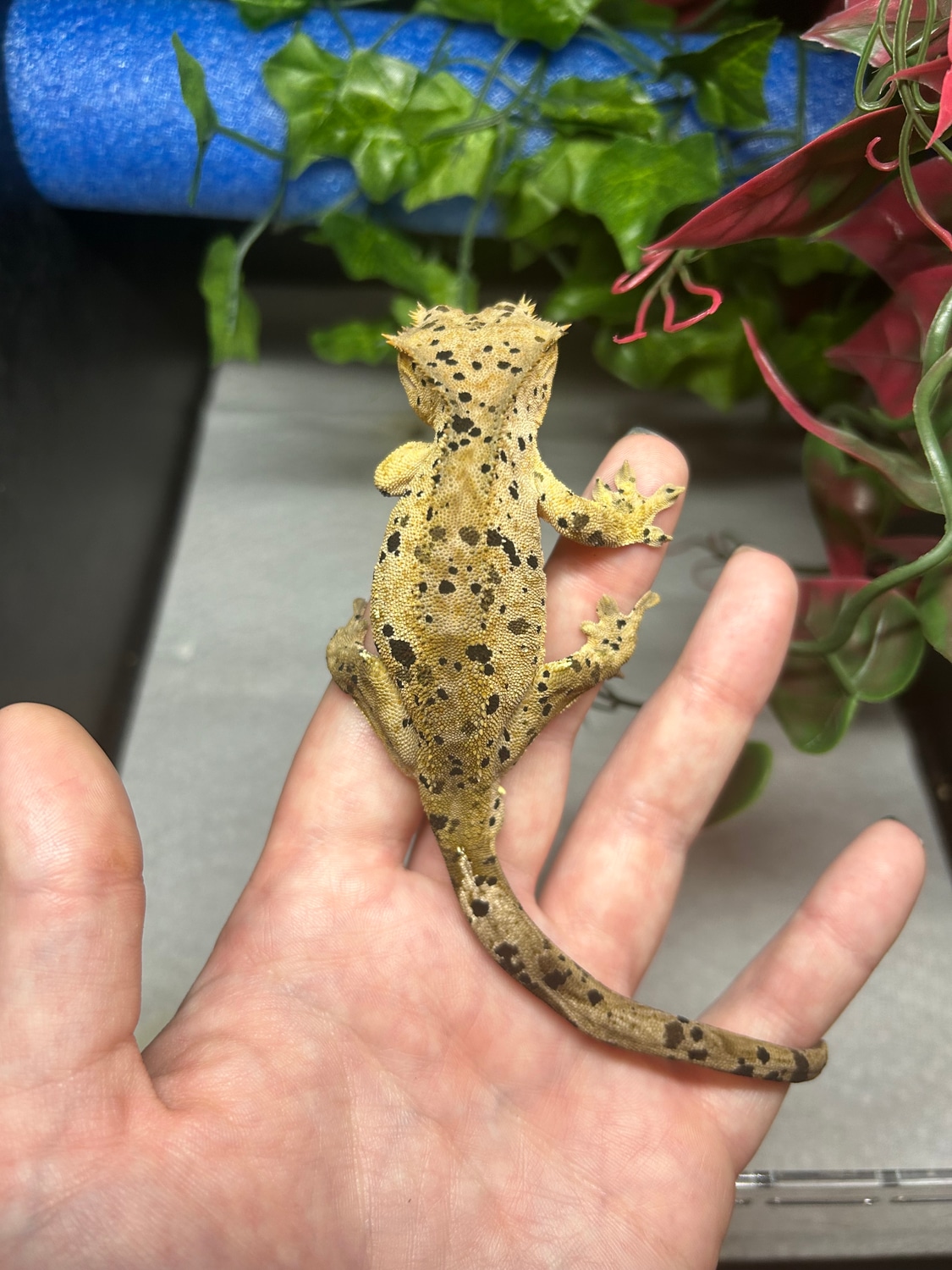 Super Dalmation Crested Gecko by Galaxy Geckos - MorphMarket