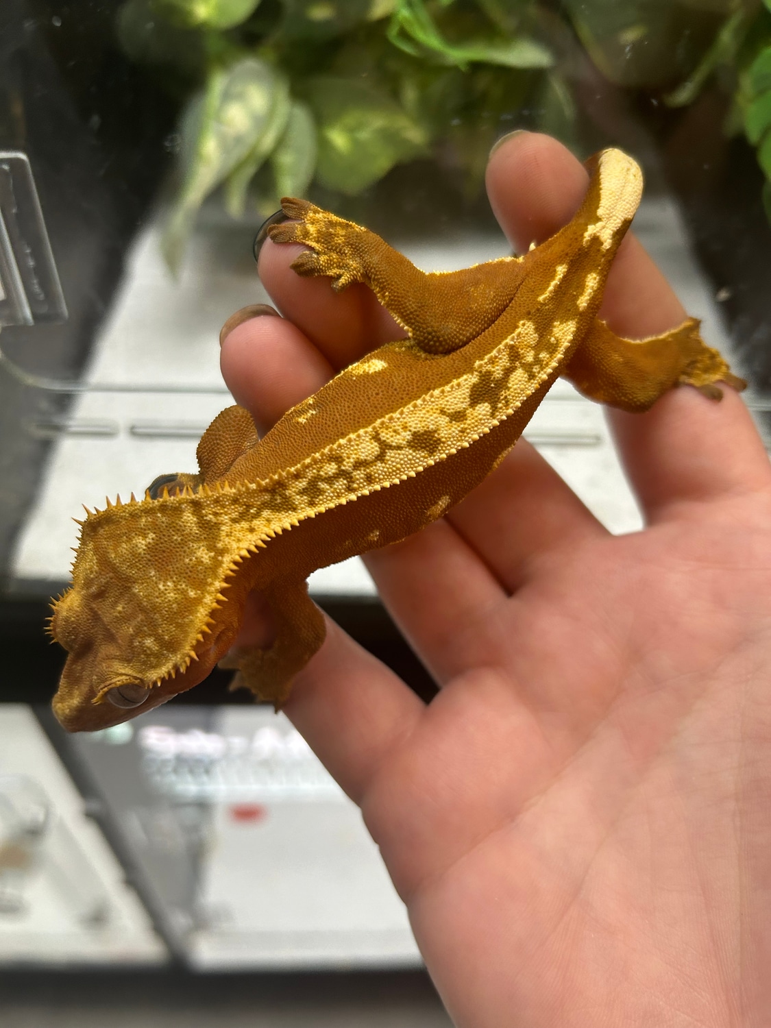 Red Partial Pinstripe Crested Gecko by Galaxy Geckos - MorphMarket