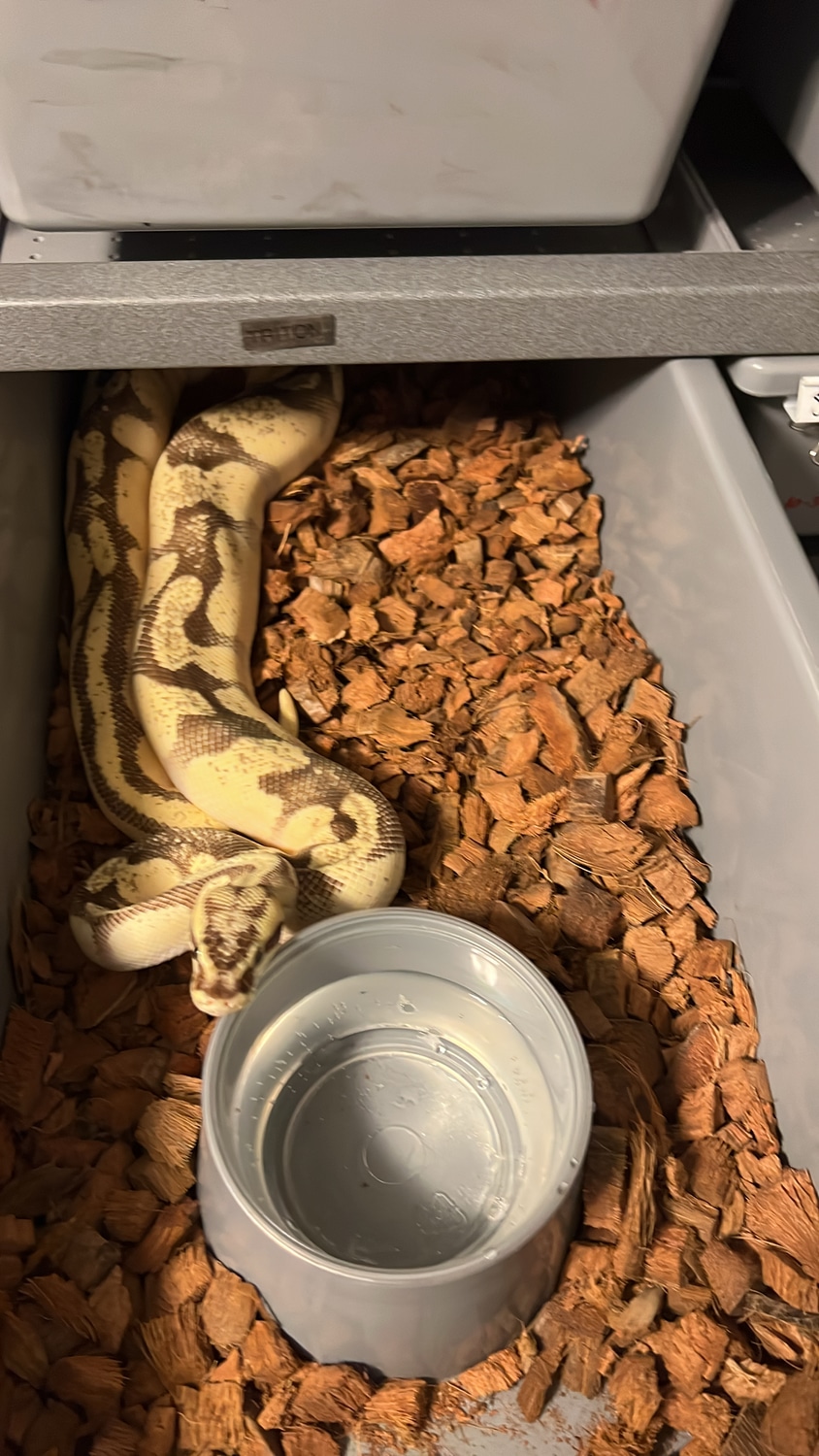 Pastel, Enchi, OD, Fire Ball Python by Coffin’s Critters - MorphMarket