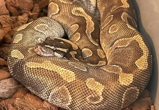 Enchi, Mojave, Nanny Ball Python by Coffin’s Critters
